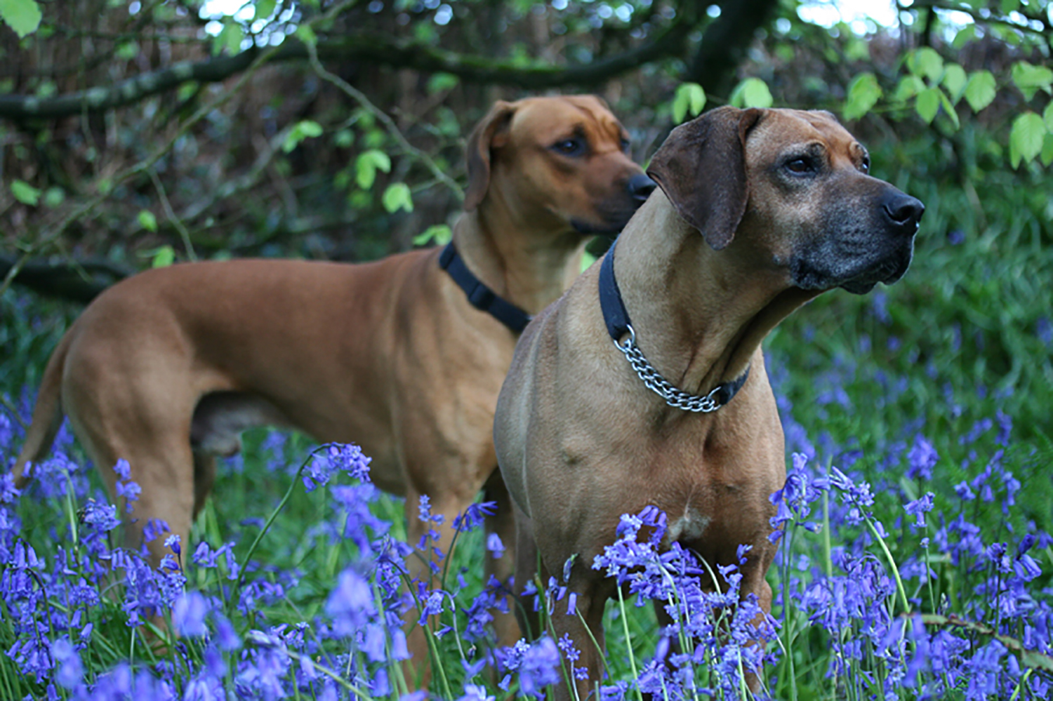 The Rhodesian Ridgeback Club of Great Britain – A club for all reasons